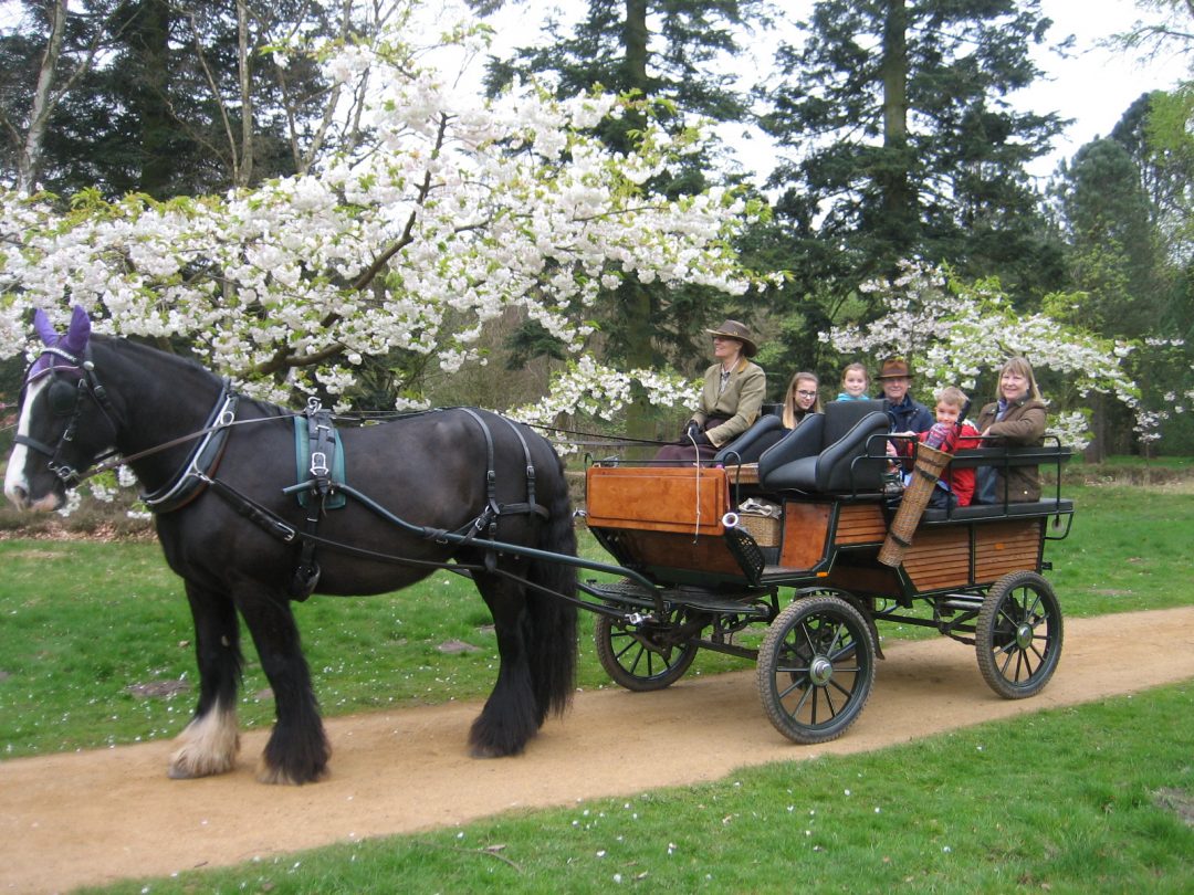 Horse drawn Carriage Rides in Windsor Great Park with kind permission ...